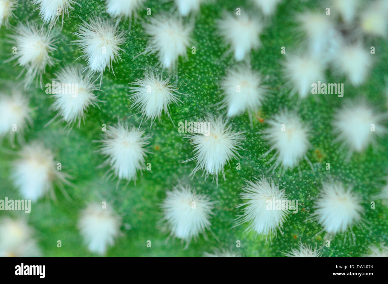 Cacti hair hi-res stock photography and images - Alamy