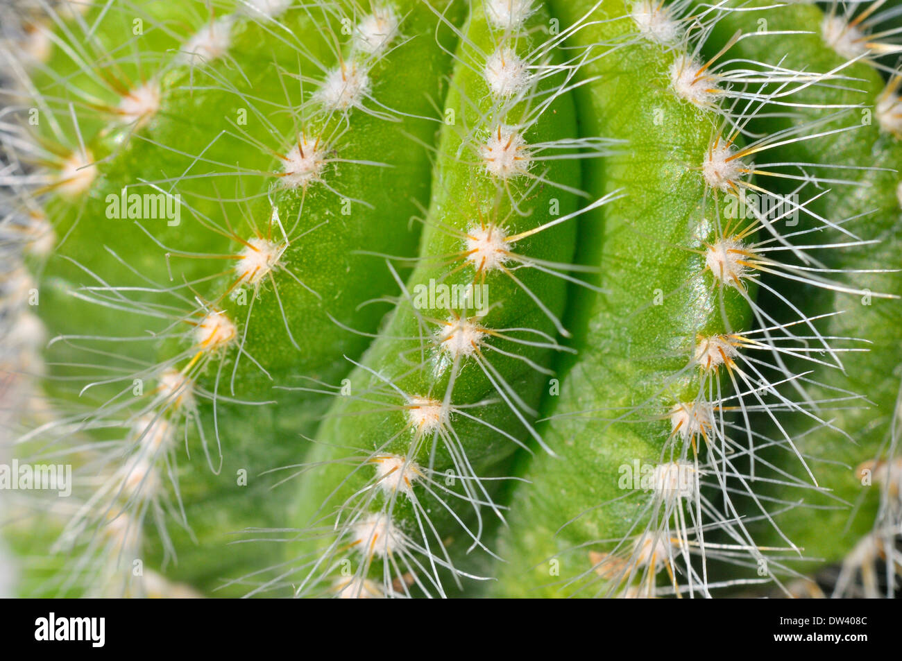 Fractal cactus hi-res stock photography and images - Alamy