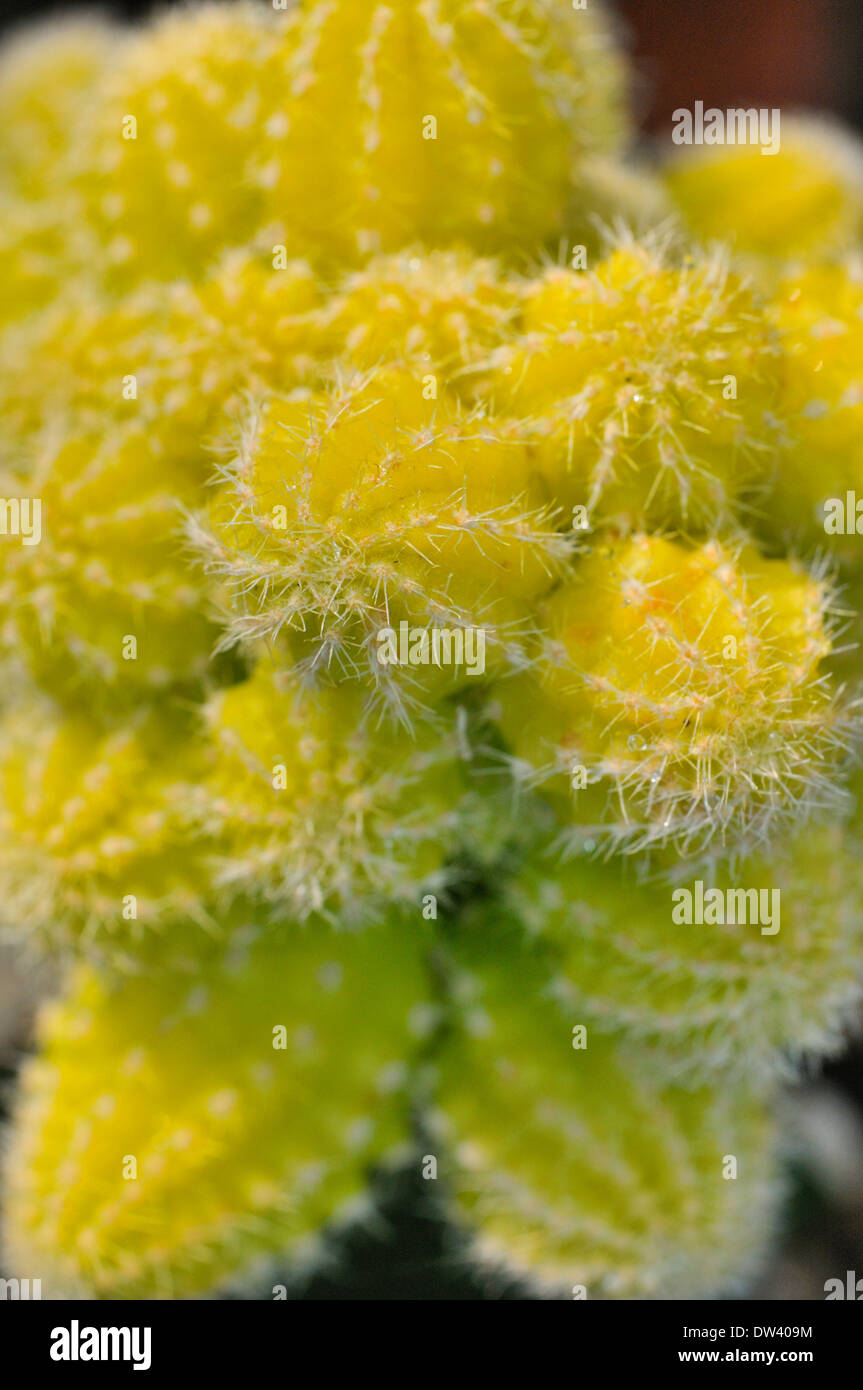 Cactus crying hi-res stock photography and images - Alamy