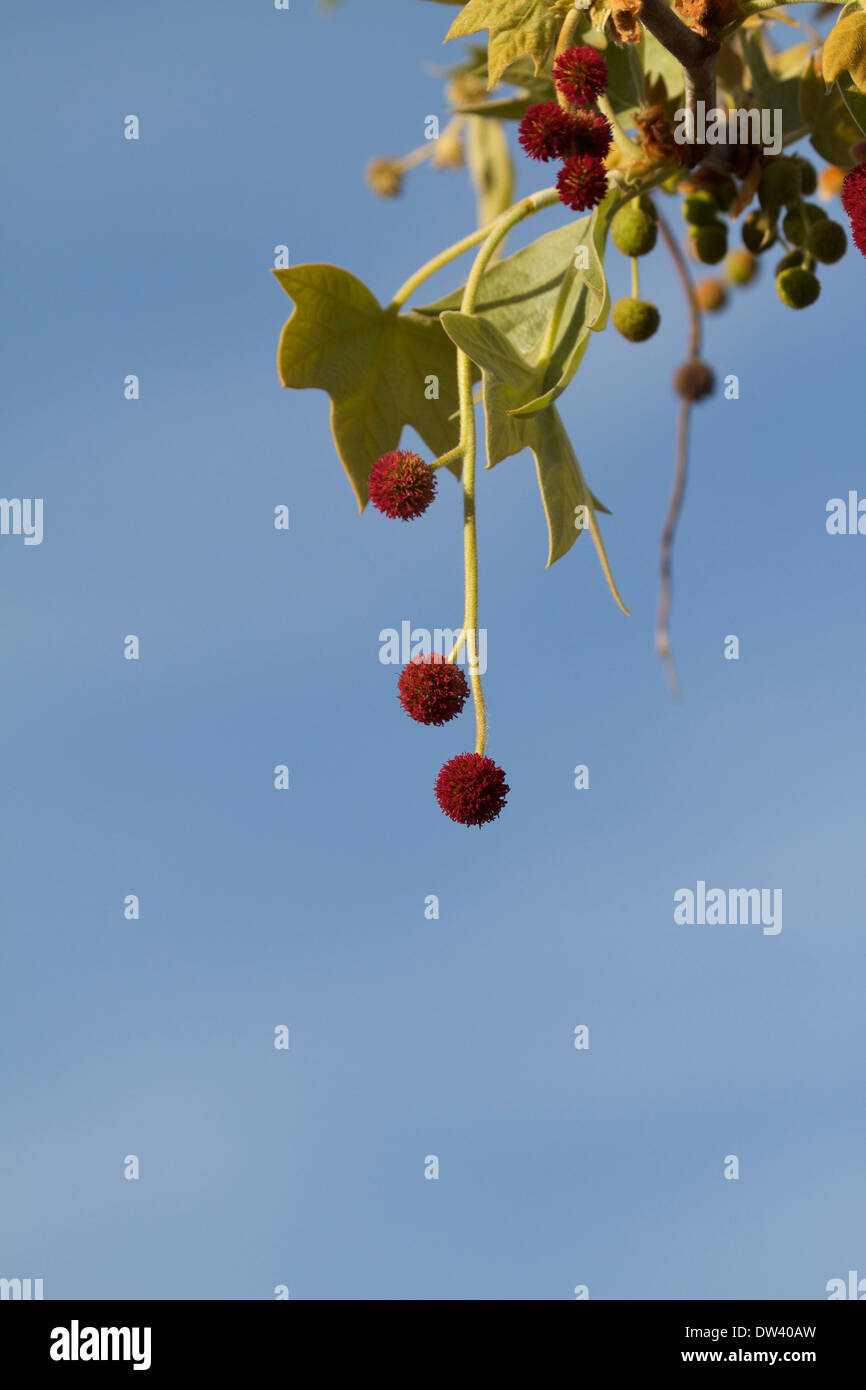 Sycamore fruit hi-res stock photography and images - Alamy