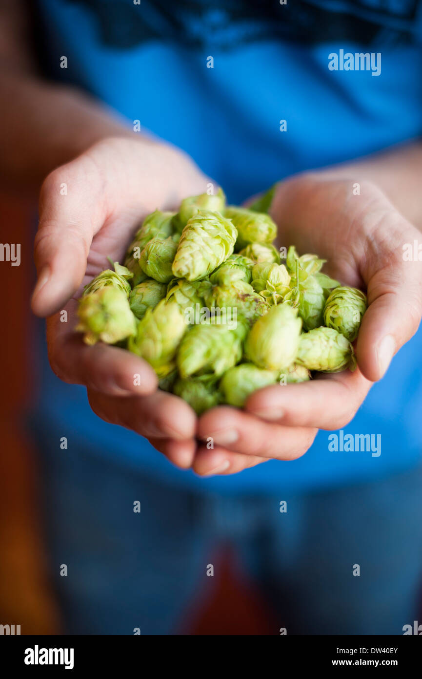 Hops hi-res stock photography and images - Alamy
