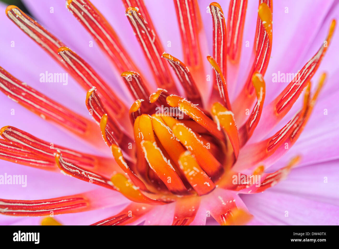 My Beautiful flower Stock Photo - Alamy