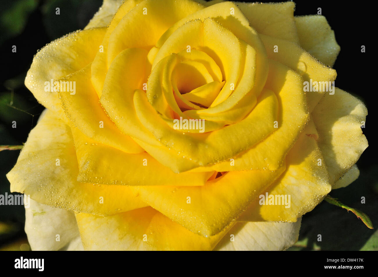Fractal rose hi-res stock photography and images - Alamy
