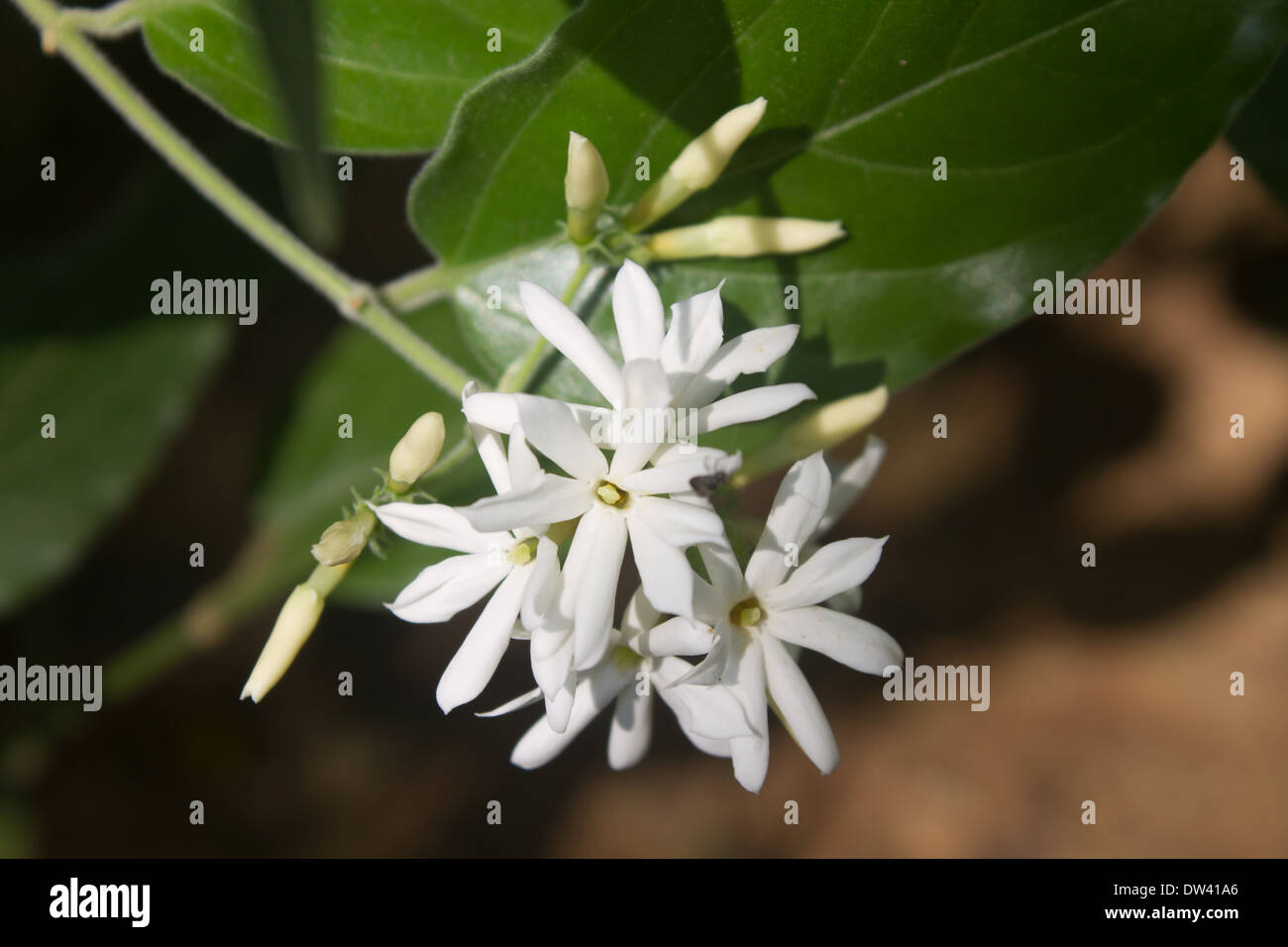 Macro jasmine hi-res stock photography and images - Alamy
