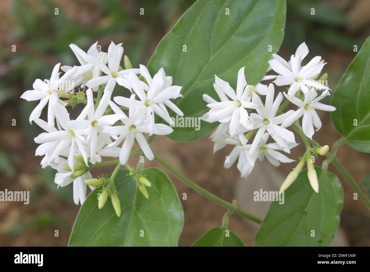 Jasmine flowers hi-res stock photography and images - Alamy