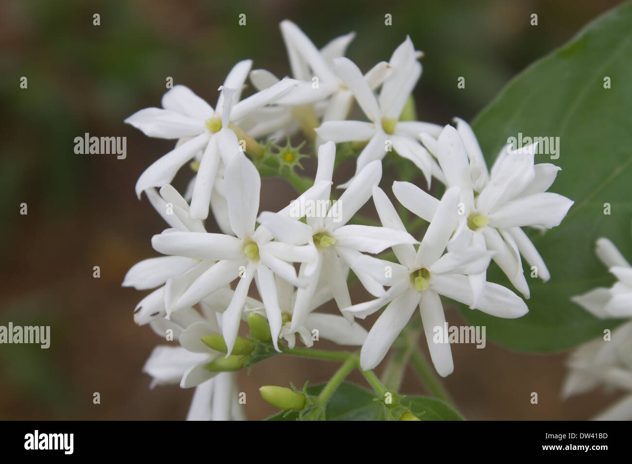 White Jasmine flowers on tree in forest Stock Photo - Alamy