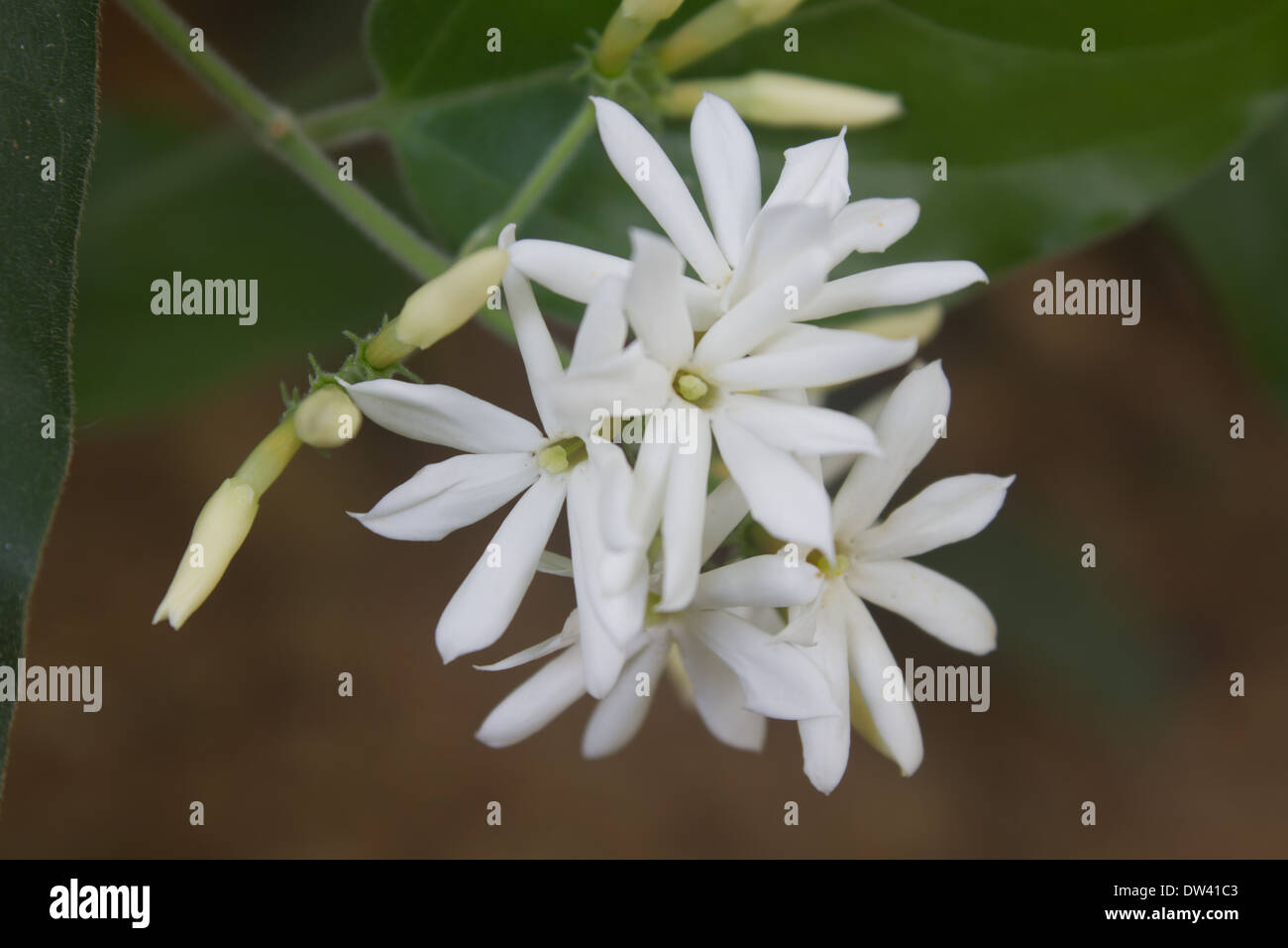 White Jasmine flowers on tree in forest Stock Photo - Alamy