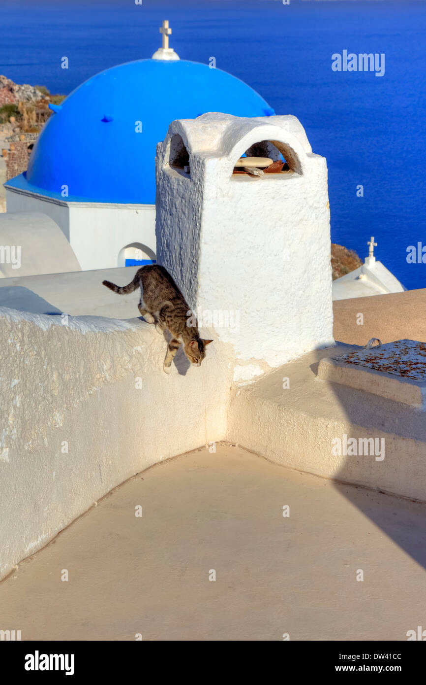 Oia cat hi-res stock photography and images - Alamy