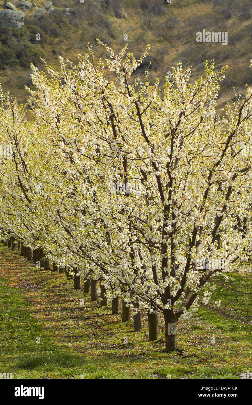 Flower orchard row hi-res stock photography and images - Alamy