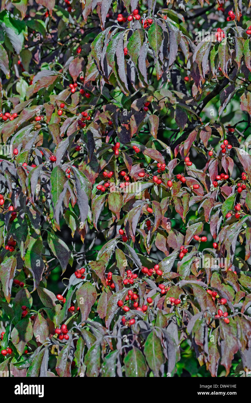 Dogwood cornaceae hi-res stock photography and images - Alamy