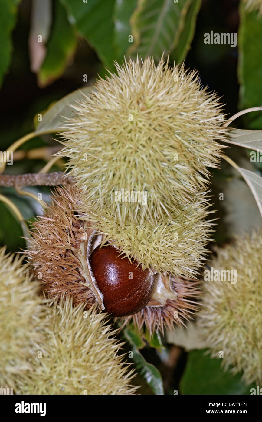 American chestnut leaves hi-res stock photography and images - Alamy