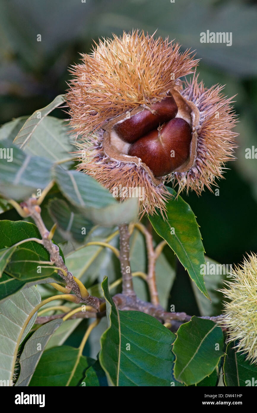 American Chestnut (Castanea dentata Stock Photo - Alamy