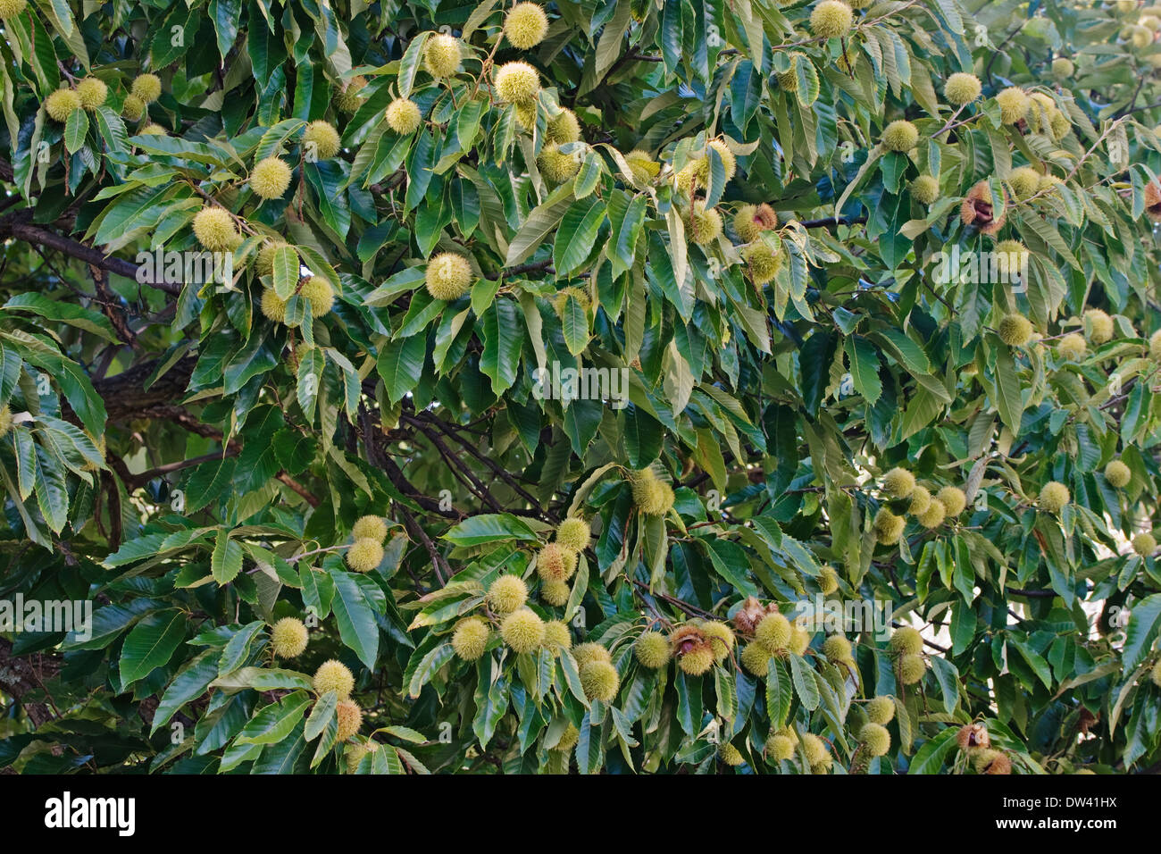 American chestnut leaves hi-res stock photography and images - Alamy