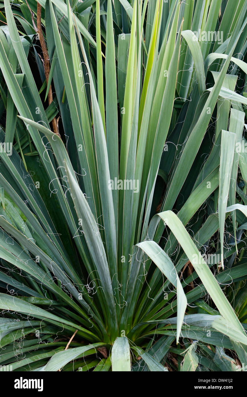 Banana yucca (Yucca baccata Stock Photo - Alamy