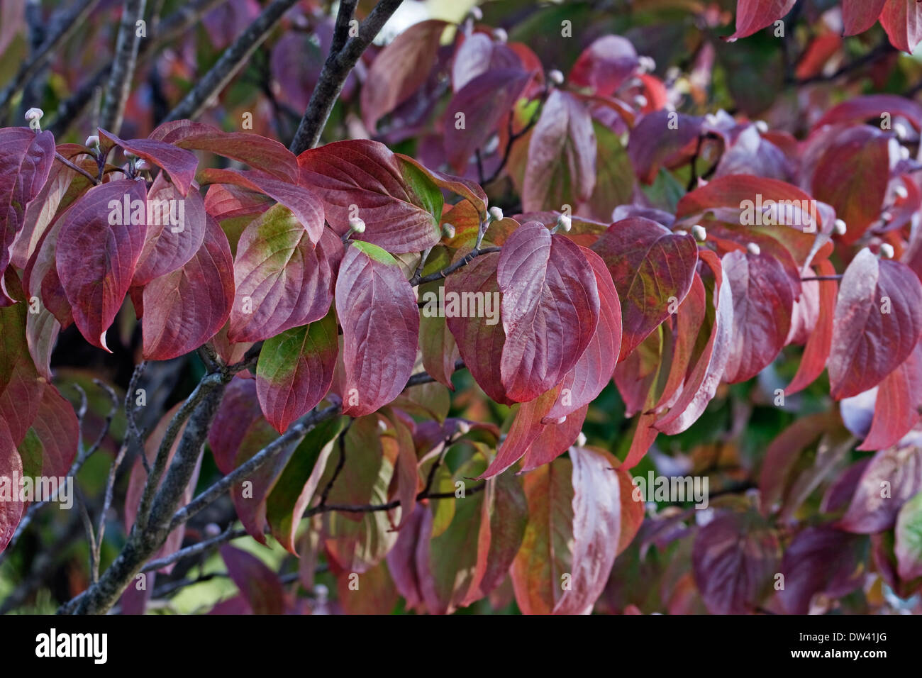 Flowering dogwood (Cornus florida Stock Photo - Alamy