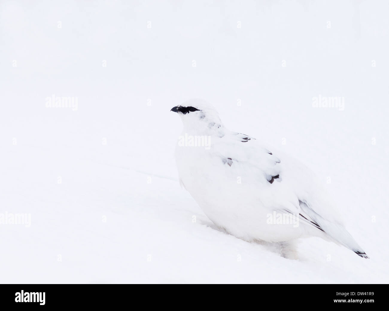 Female Ptarmigan Lagopus mutus, in winter plumage, Cairngorms, Scotland ...