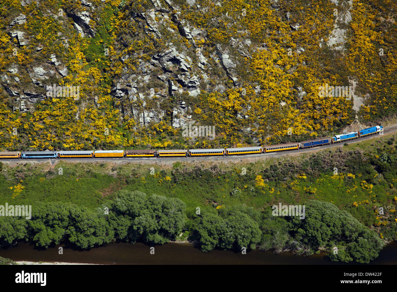 Taieri Gorge Train, gorse in flower, Taieri River and Taieri Gorge at ...