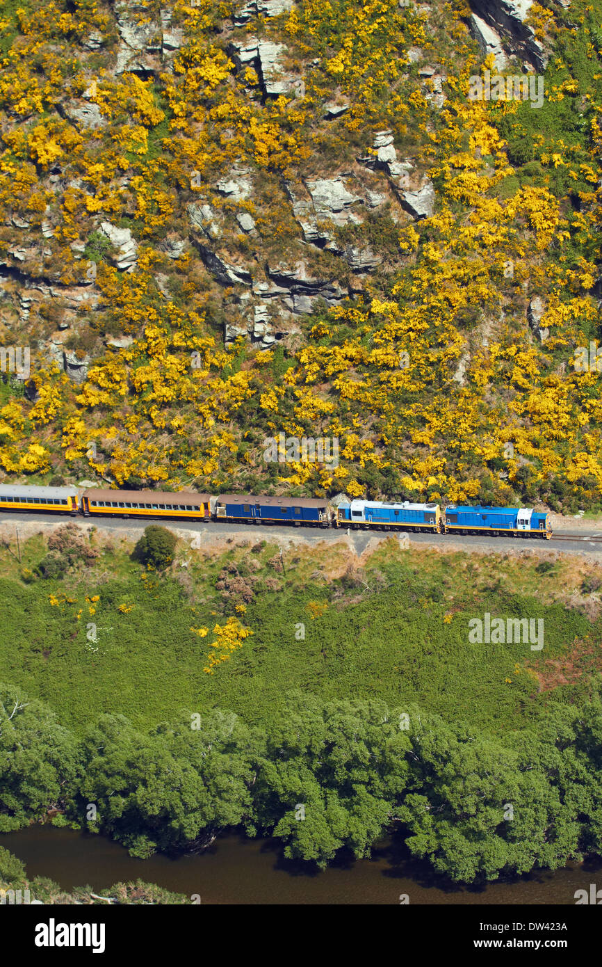 Taieri Gorge Train and gorse in flower near Hindon, Taieri Gorge, near ...