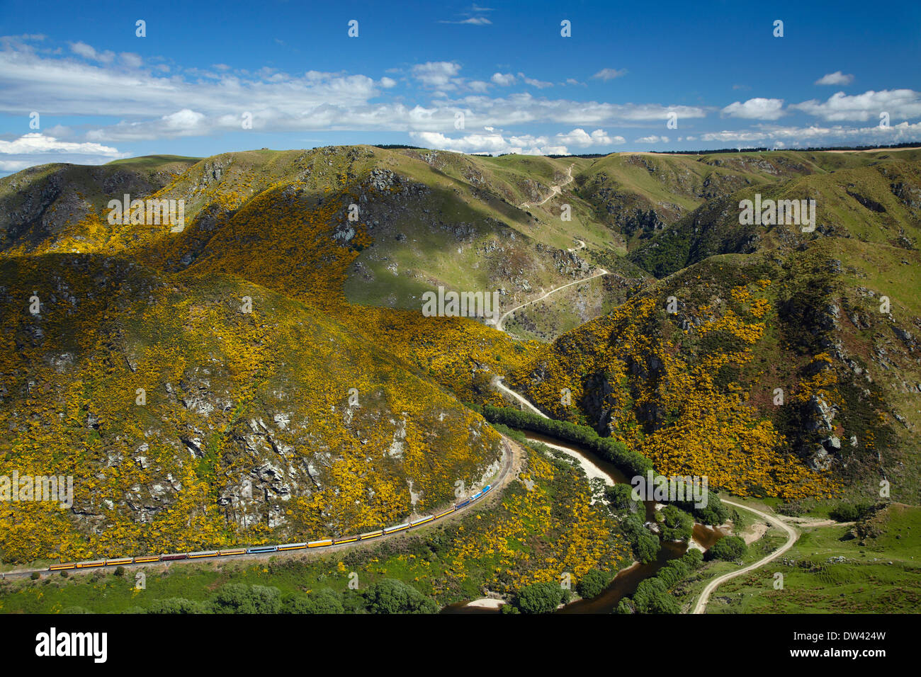 Taieri Gorge Train, gorse in flower, Taieri River and Taieri Gorge at ...