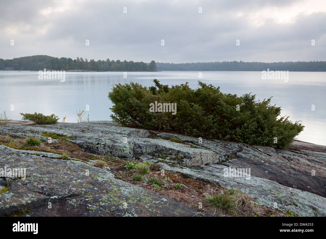 Juniperus virginiana hi-res stock photography and images - Alamy