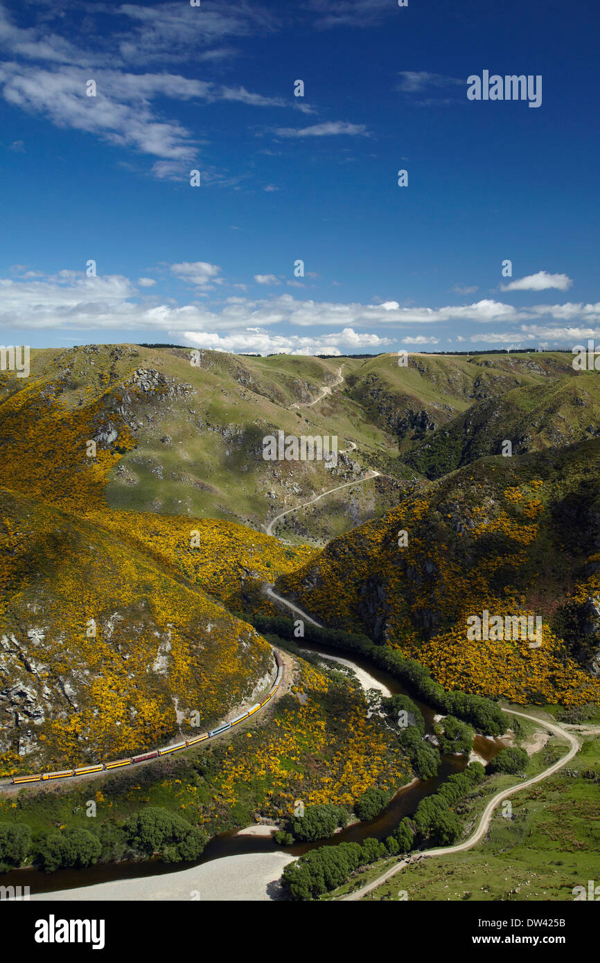 Taieri Gorge Train, gorse in flower, Taieri River and Taieri Gorge at ...