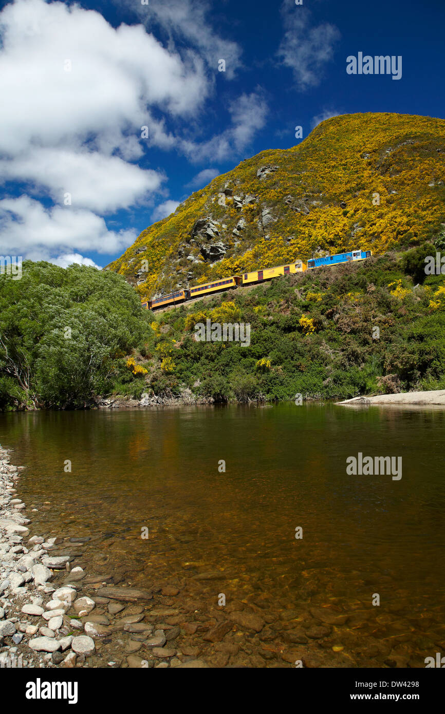 Taieri Gorge Train, gorse in flower, Taieri River and Taieri Gorge at ...