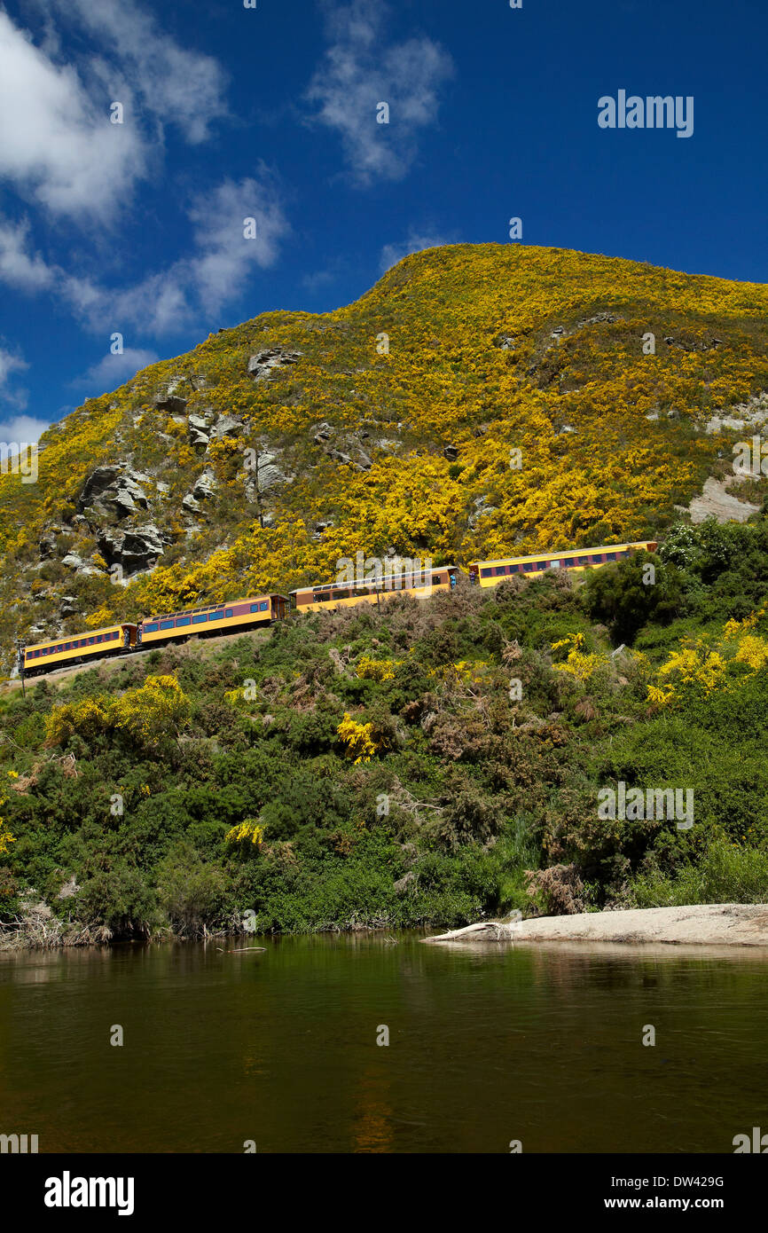 Taieri Gorge Train, gorse in flower, Taieri River and Taieri Gorge at ...