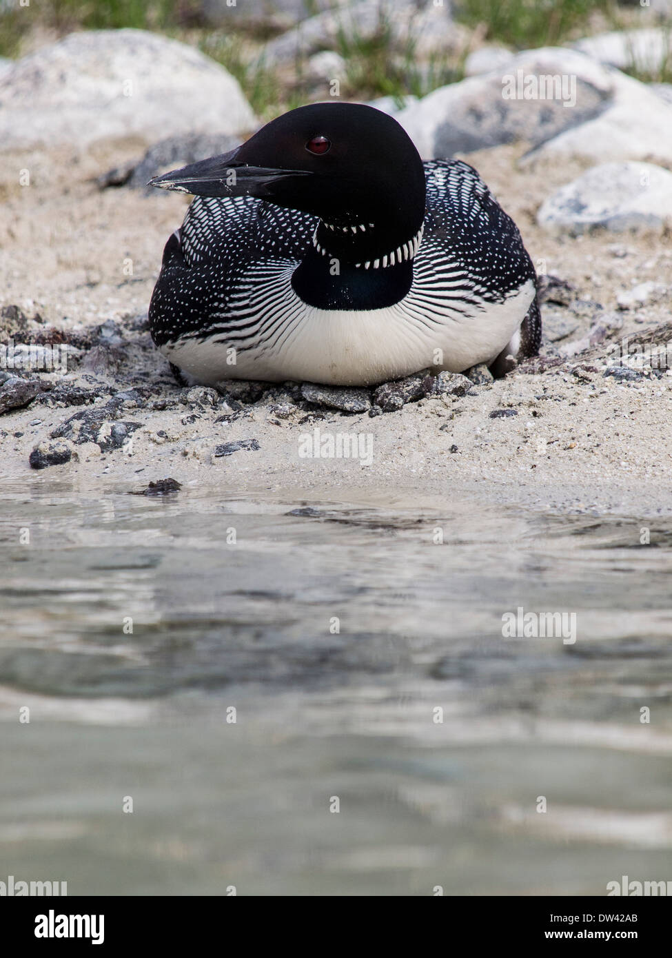 Common loon nesting on the shore of a lake Stock Photo - Alamy