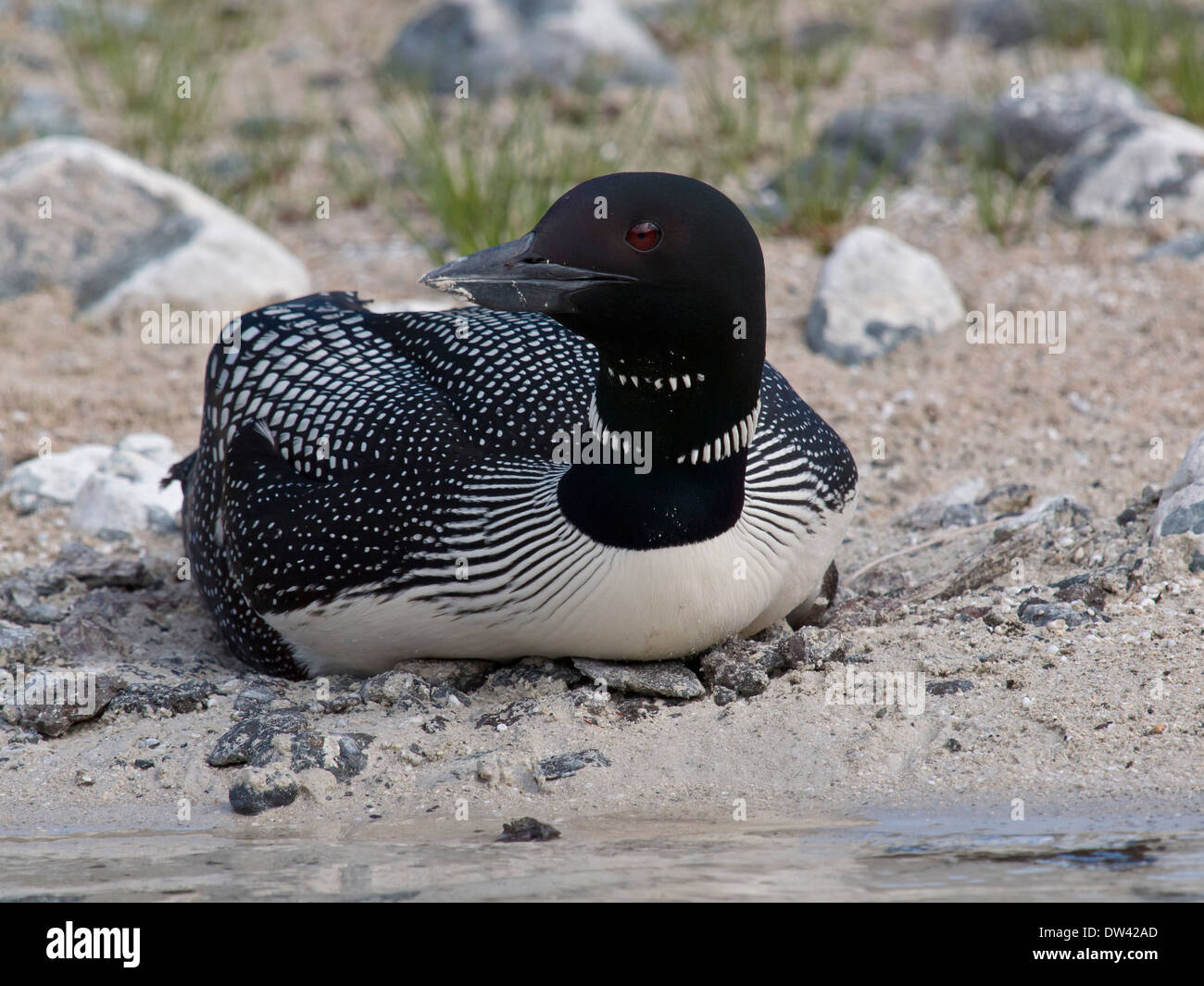Common loon nesting on the shore of a lake Stock Photo - Alamy