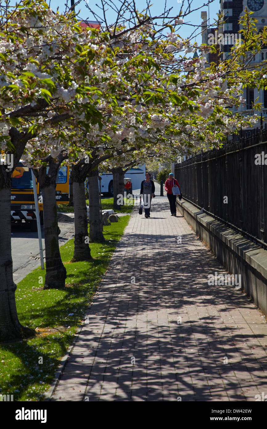 Spring blossom and footpath, Dunedin, South Island, New Zealand Stock ...