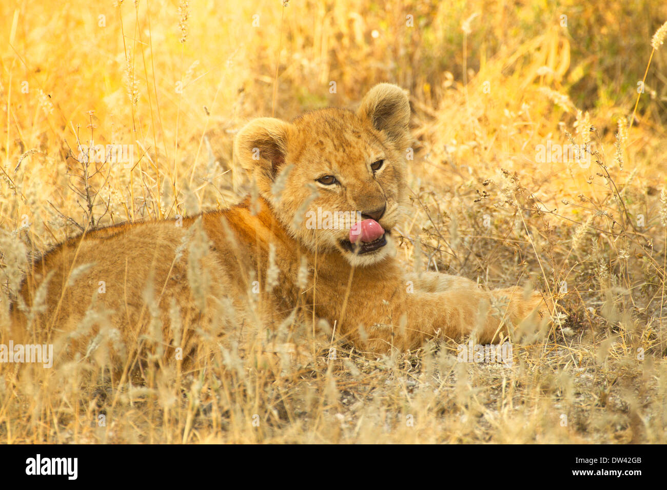 Lion Cub Licking its Lips Stock Photo - Alamy