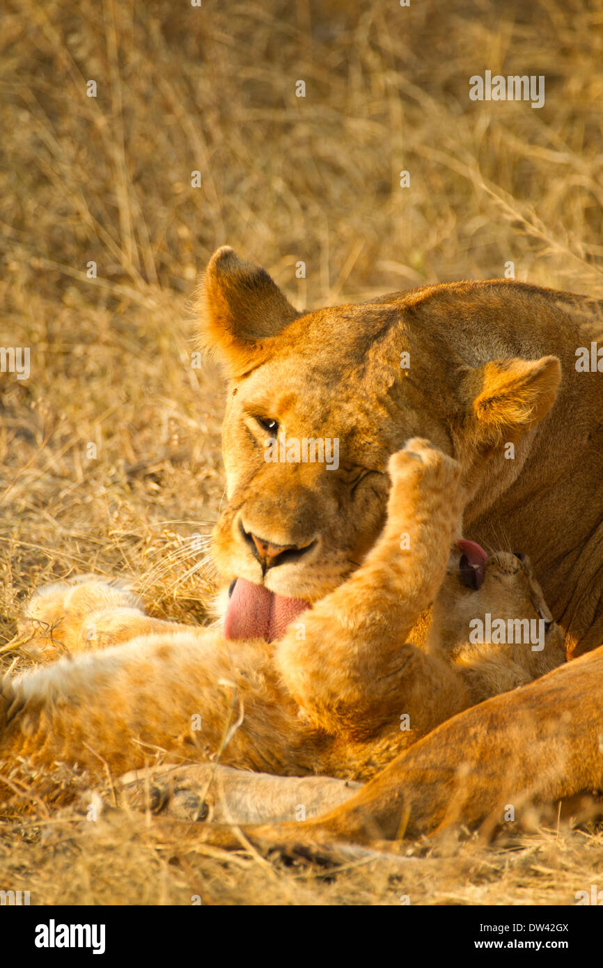 Lion lioness grooming hi-res stock photography and images - Alamy