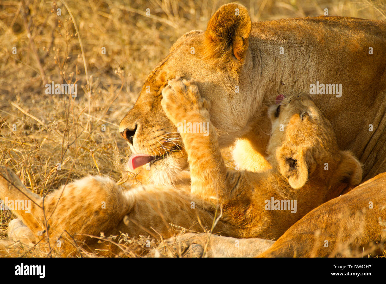 Lioness Grooming her Cub Stock Photo - Alamy