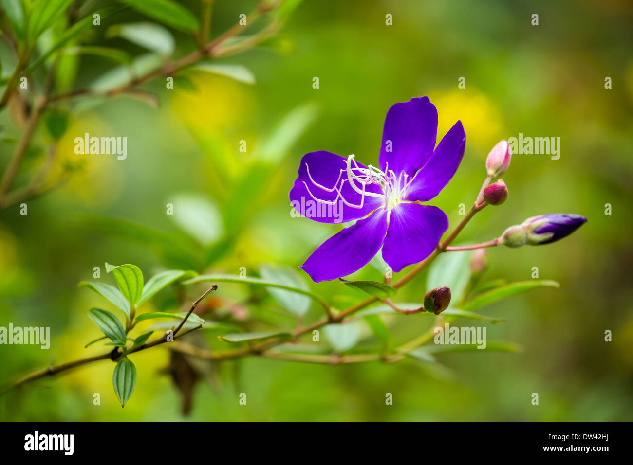 Purple small flower hi-res stock photography and images - Alamy