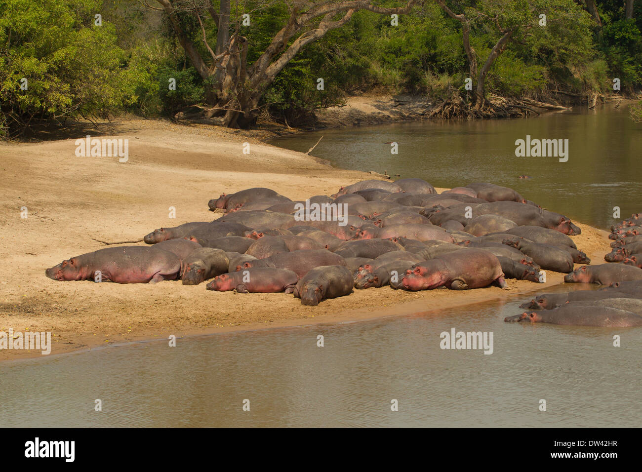 Hippo Pool in the Grumeti River Stock Photo - Alamy