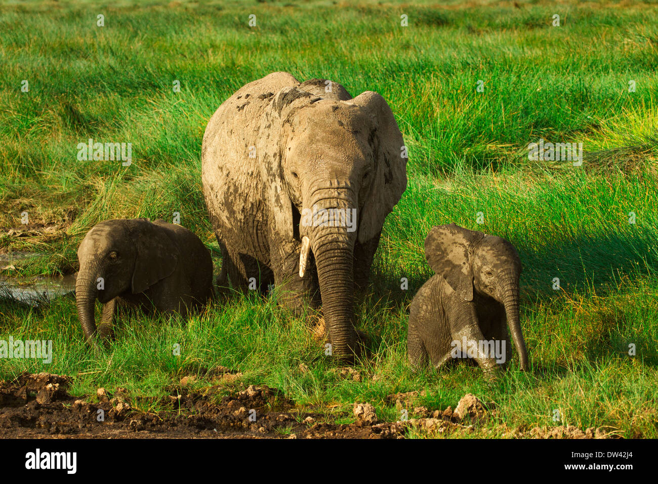 Elephants and Babies Eating Nutsedge Covered with Mud Stock Photo - Alamy