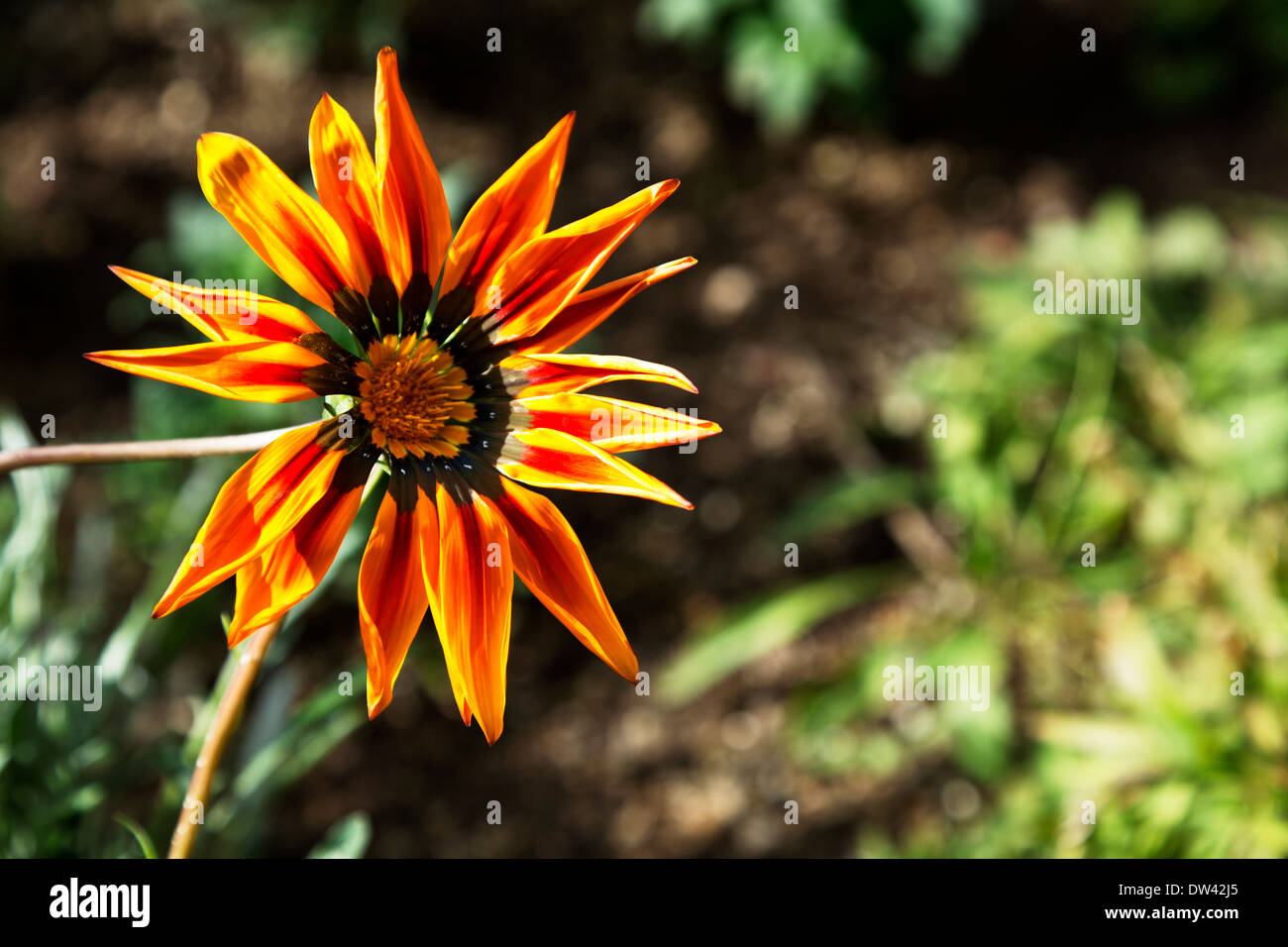 Bright orange daisy in Southwest garden shines with fresh, dazzling ...