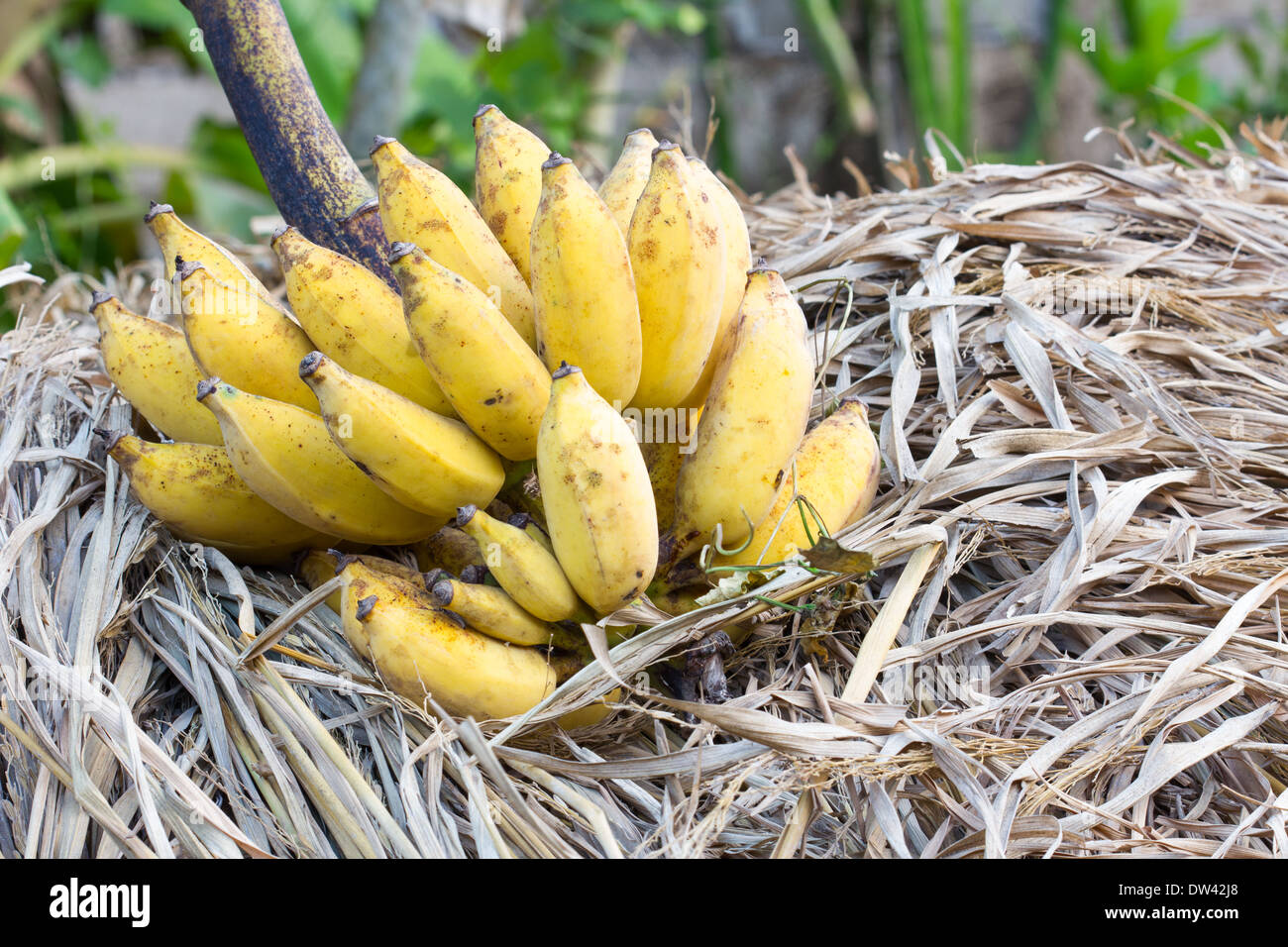 Cluster of banana hi-res stock photography and images - Alamy