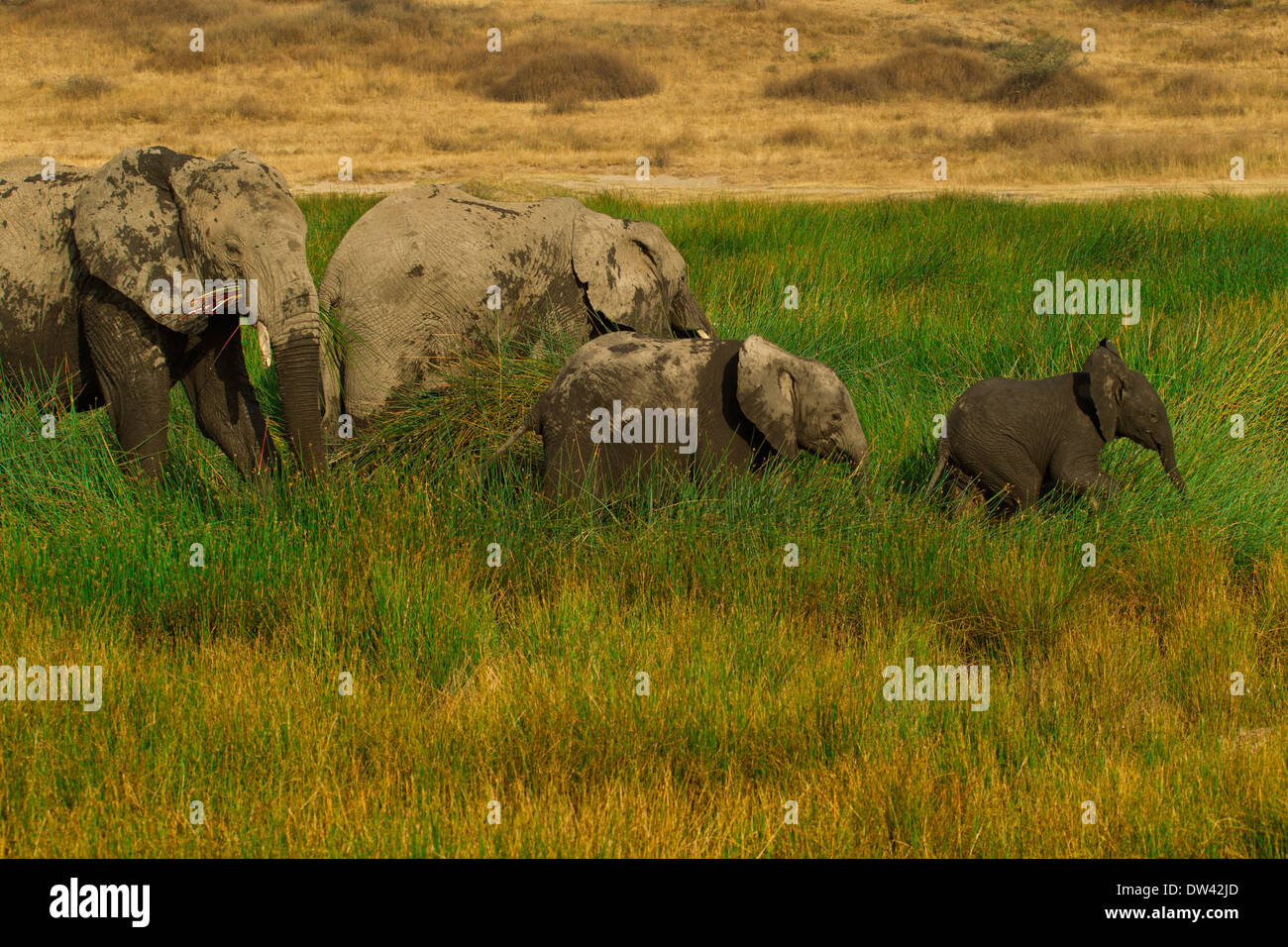 Do Elephants Eat Nuts at James Frary blog