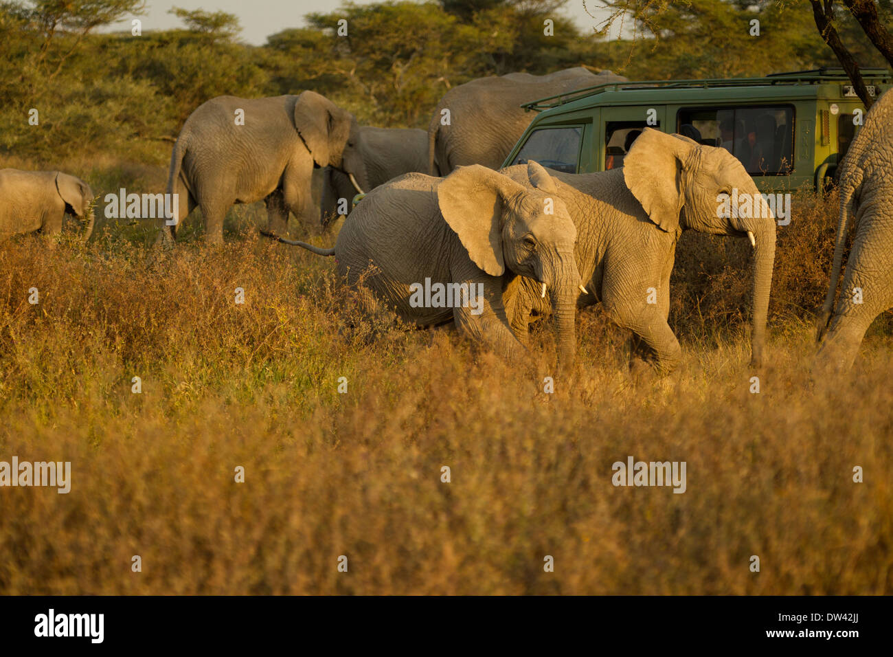 Elephants surround safari vehicle Stock Photo - Alamy
