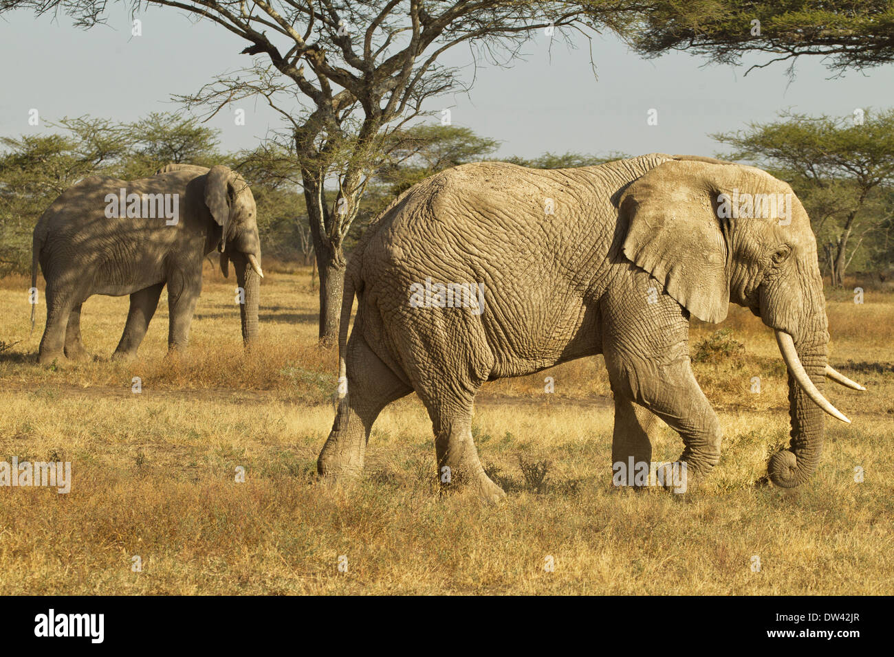 Elephant migration africa hi-res stock photography and images - Alamy