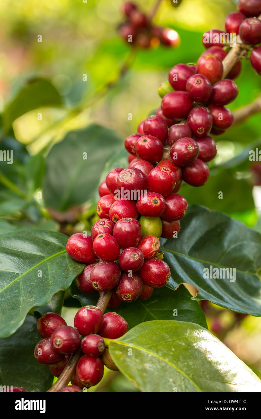 Coffee beans ripening on a tree Stock Photo - Alamy