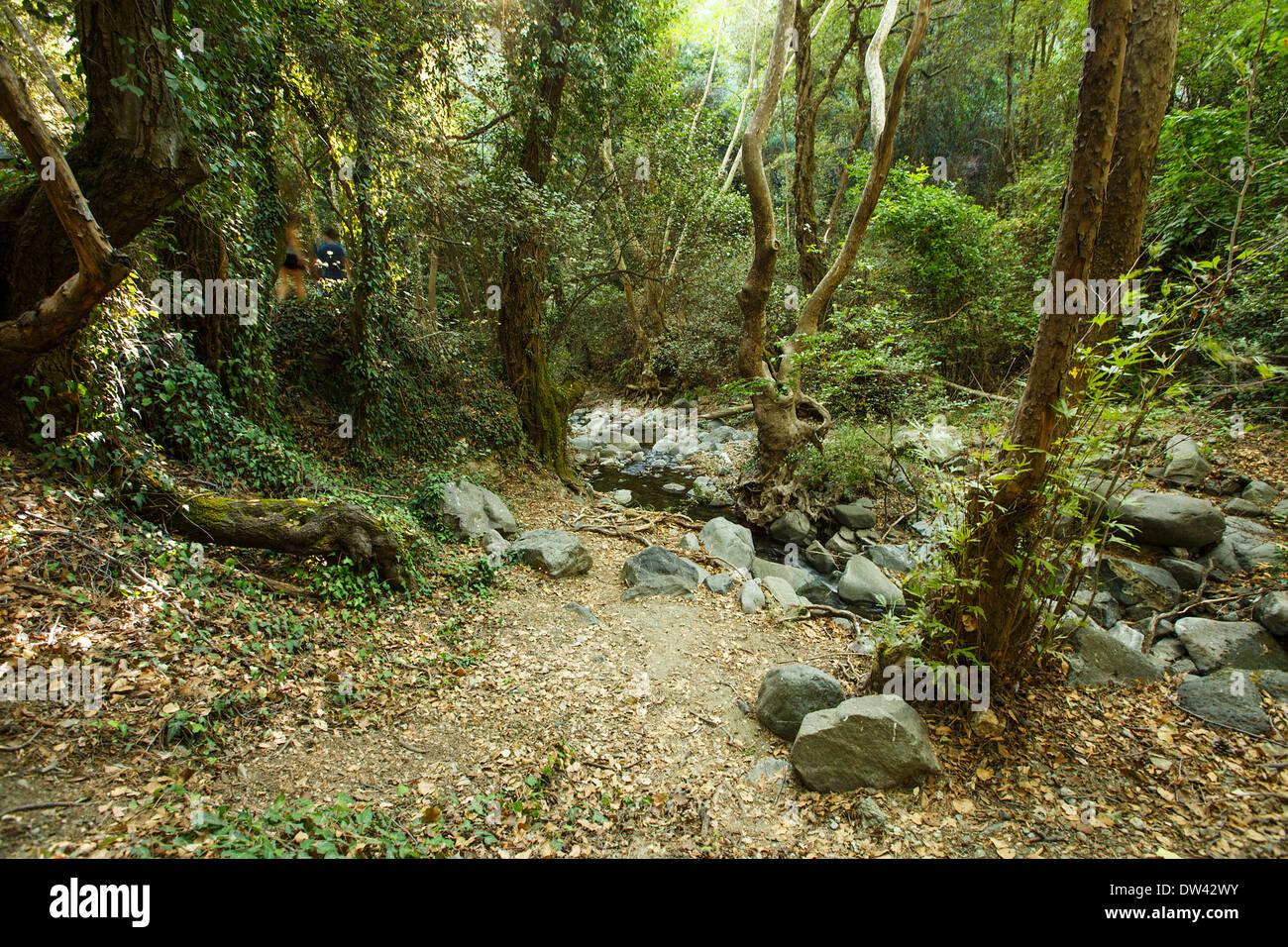 Cyprus pine tree hi-res stock photography and images - Alamy