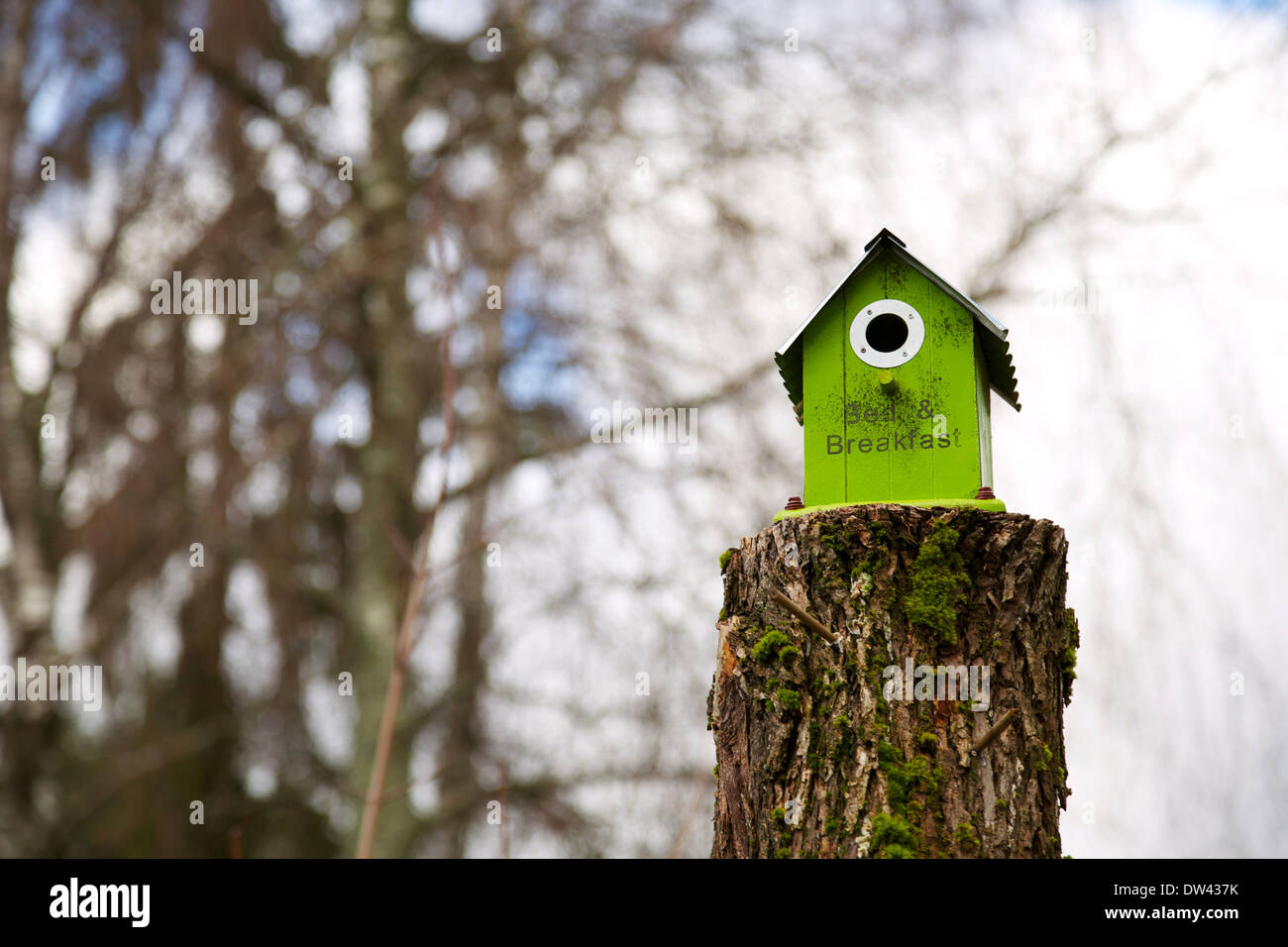 Lime green bird's nest on a cut tree trunk Stock Photo - Alamy