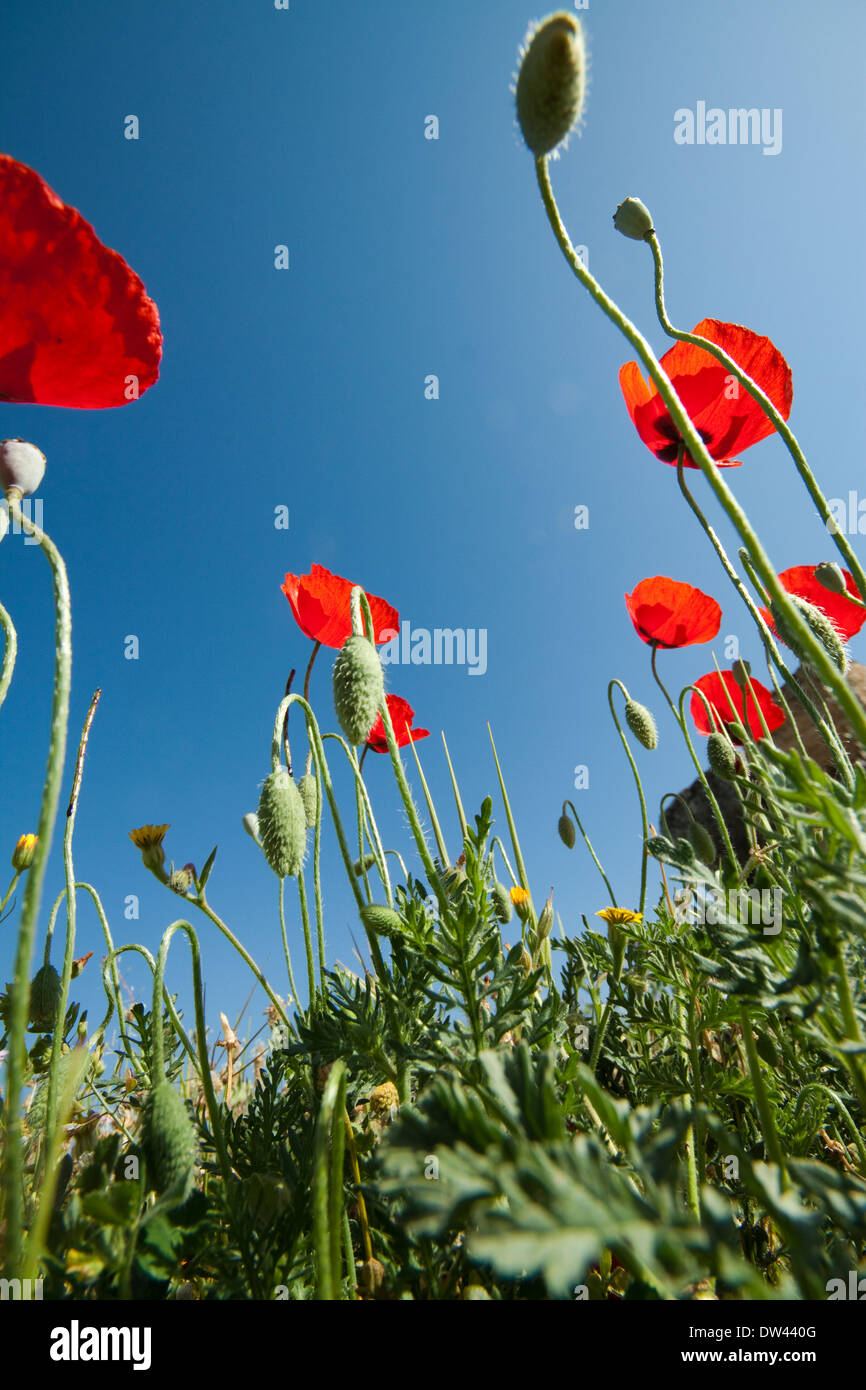 Anzac day poppies hi-res stock photography and images - Alamy