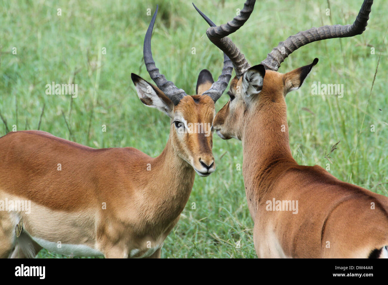 Antelope in Kenya Stock Photo - Alamy