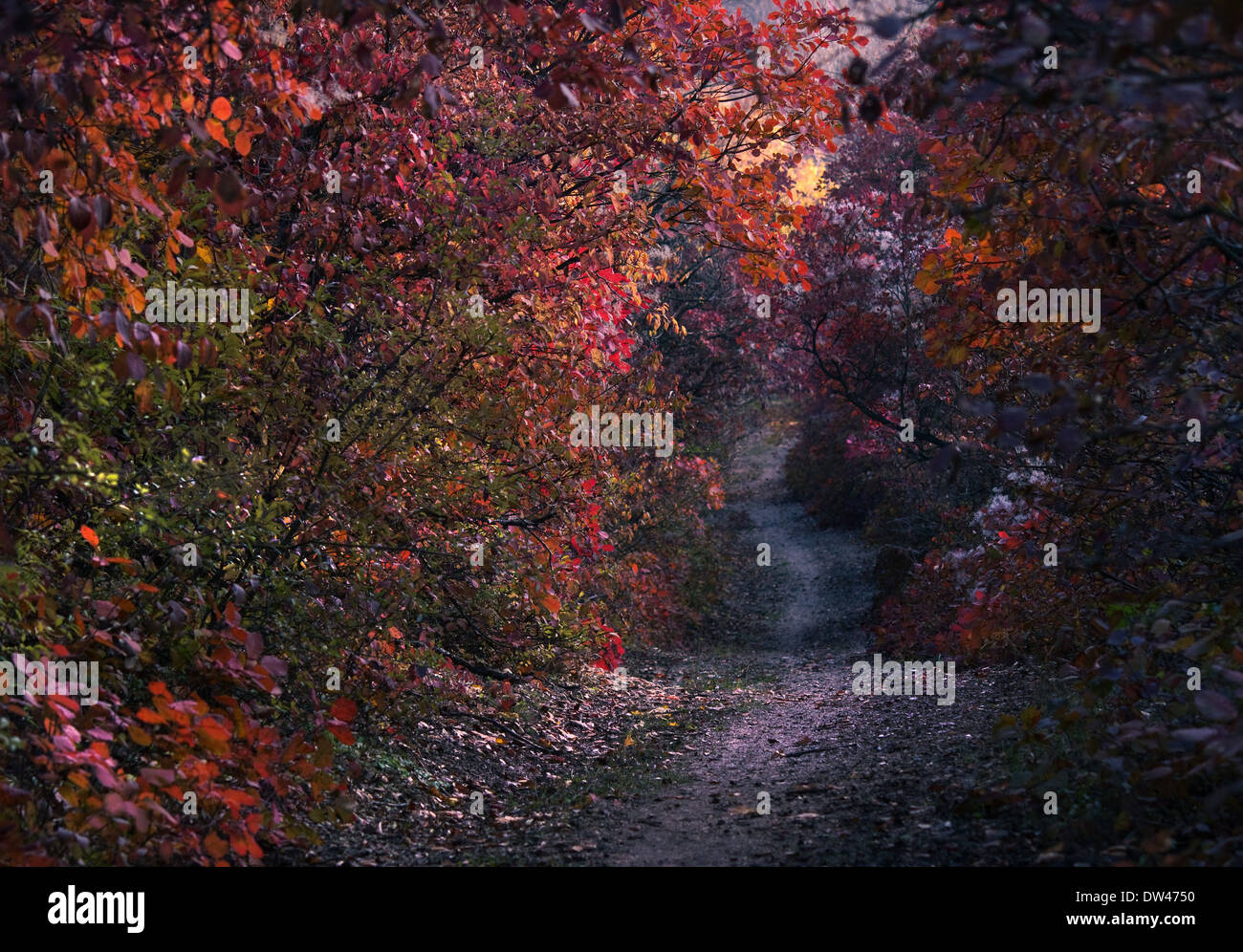 Dark bushes hi-res stock photography and images - Alamy