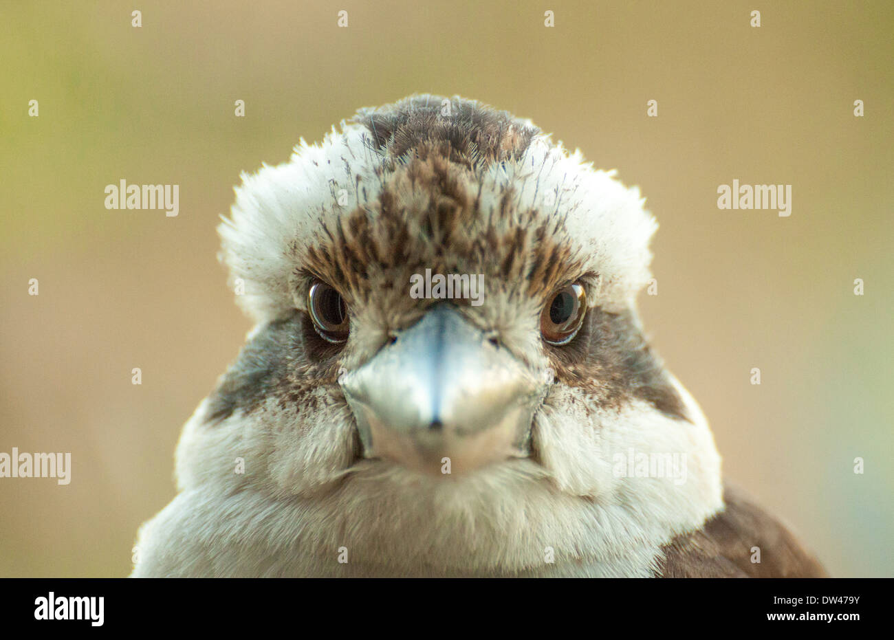 Kookaburra face hi-res stock photography and images - Alamy