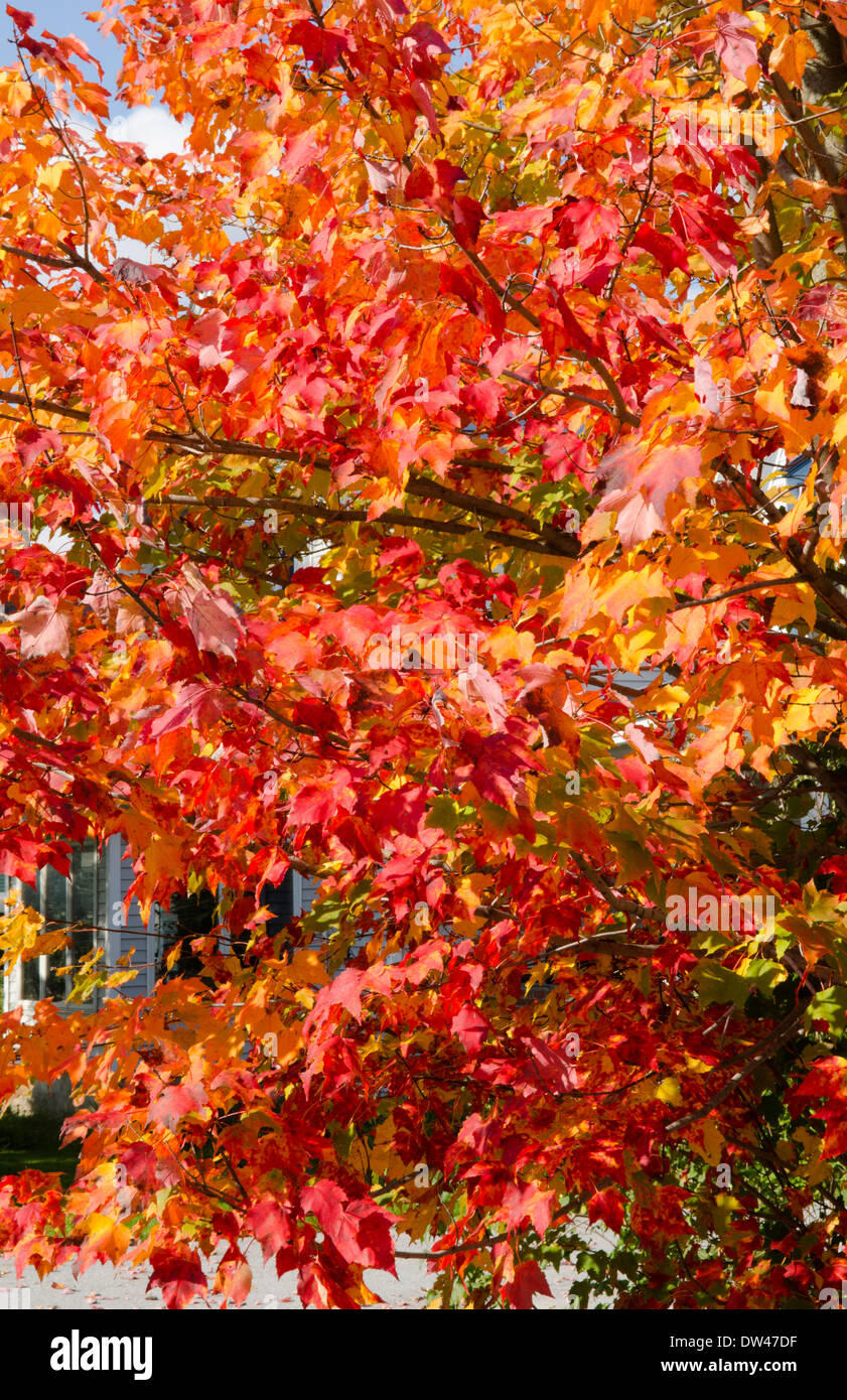 East Berkshire Vermont Fall foliage colors of red on trees in October ...