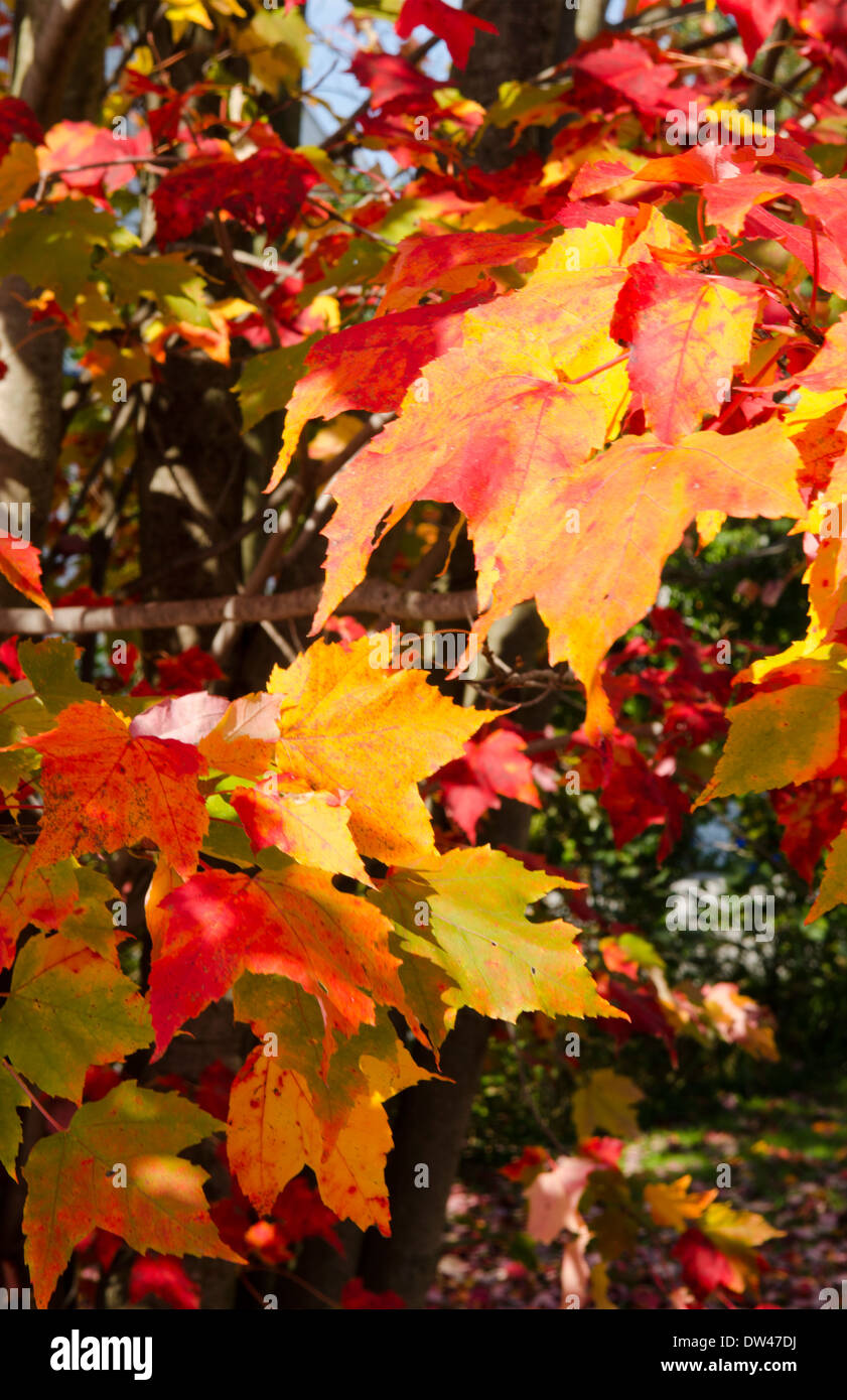 East Berkshire Vermont Fall foliage colors of red on trees in October ...